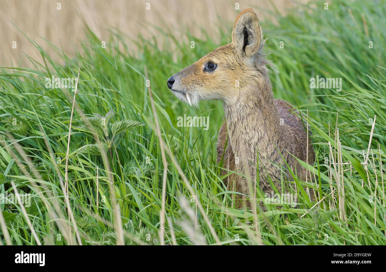 Hydropotes inermis fang hi-res stock photography and images - Alamy
