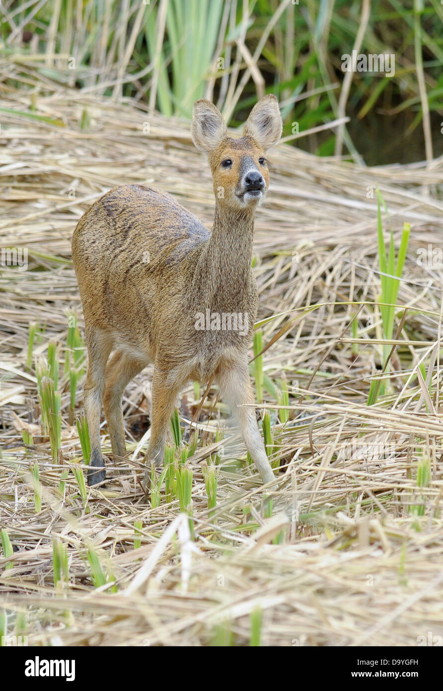 United Kingdom, England, Norfolk, Chinese Water Deer (Hydropotes ...