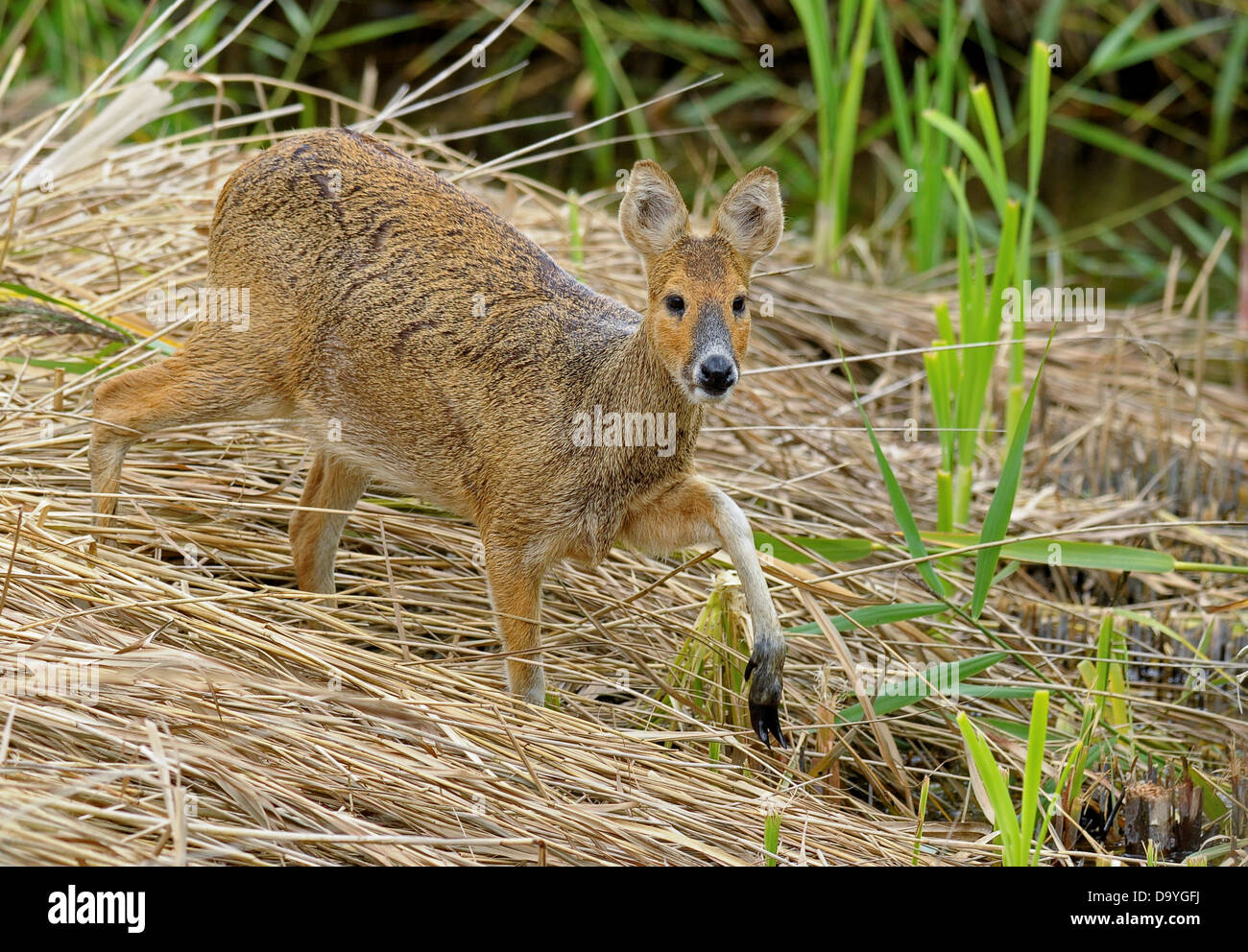 Deer in norfolk hi-res stock photography and images - Alamy