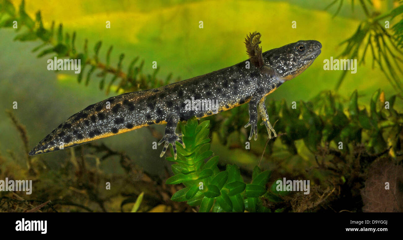 United Kingdom, England, Norfolk, Great Crested Newt (Triturus cristatus) underwater Stock Photo ...