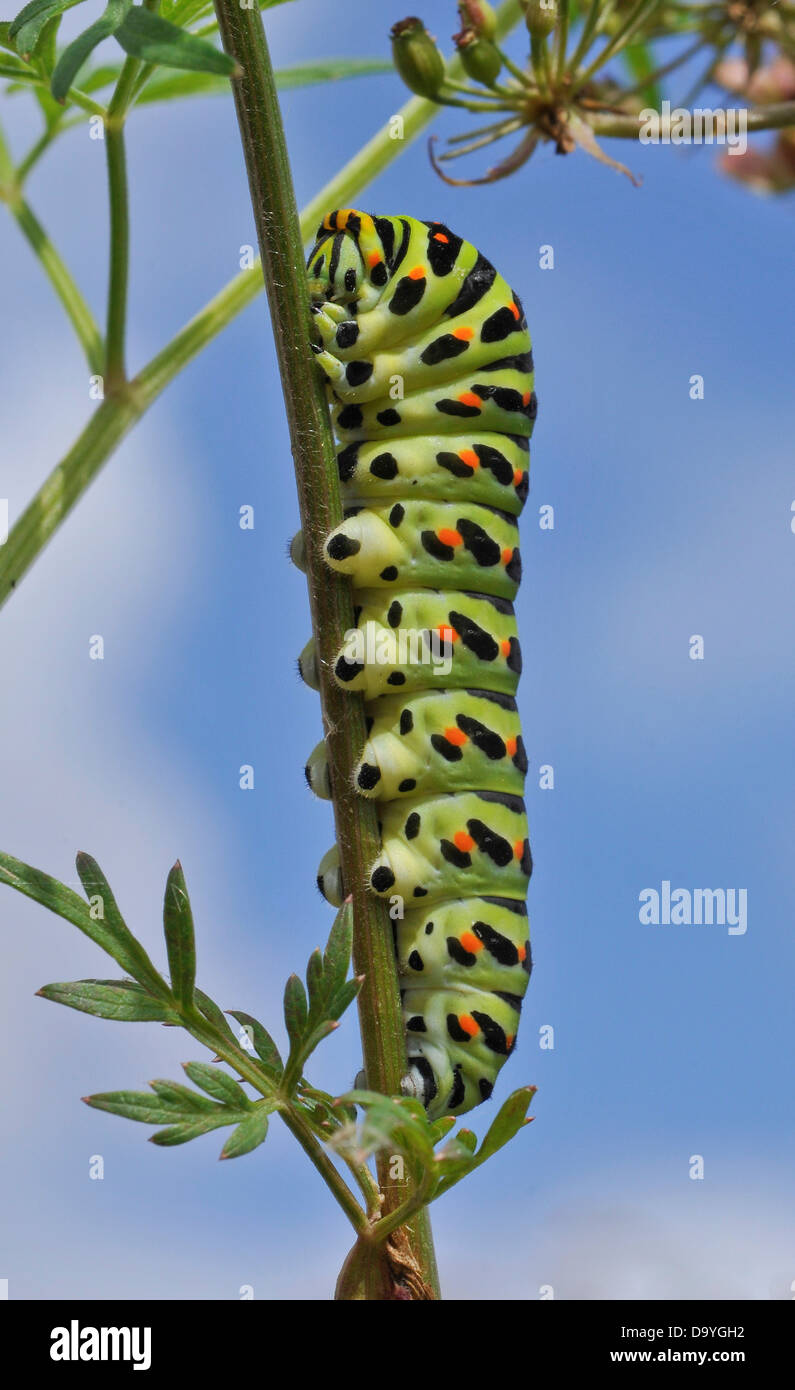 United Kingdom, England, Norfolk, Swallowtail butterfly caterpillar ...