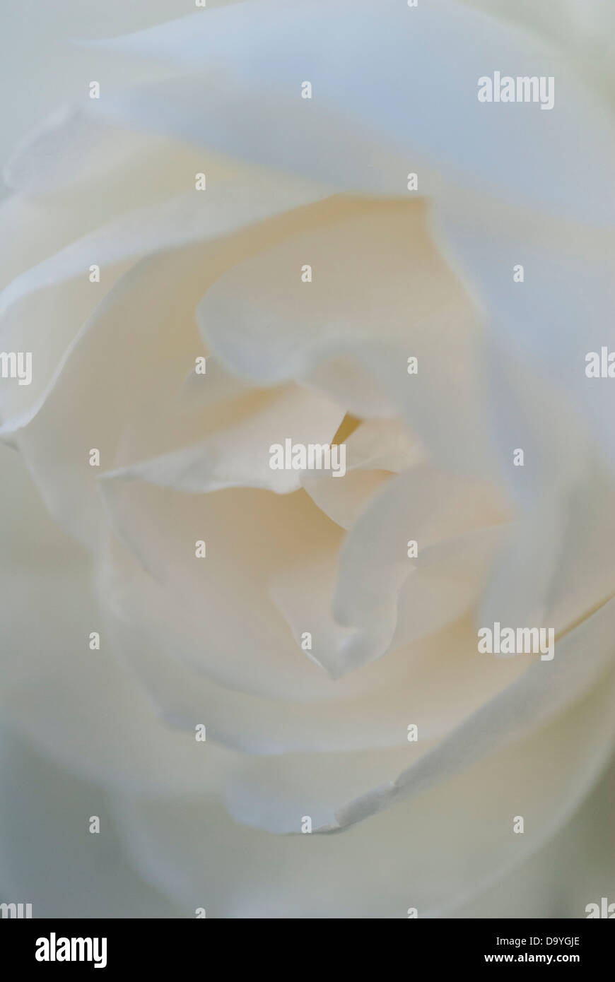 Rose Flower Close-Up Abstract Stock Photo - Alamy