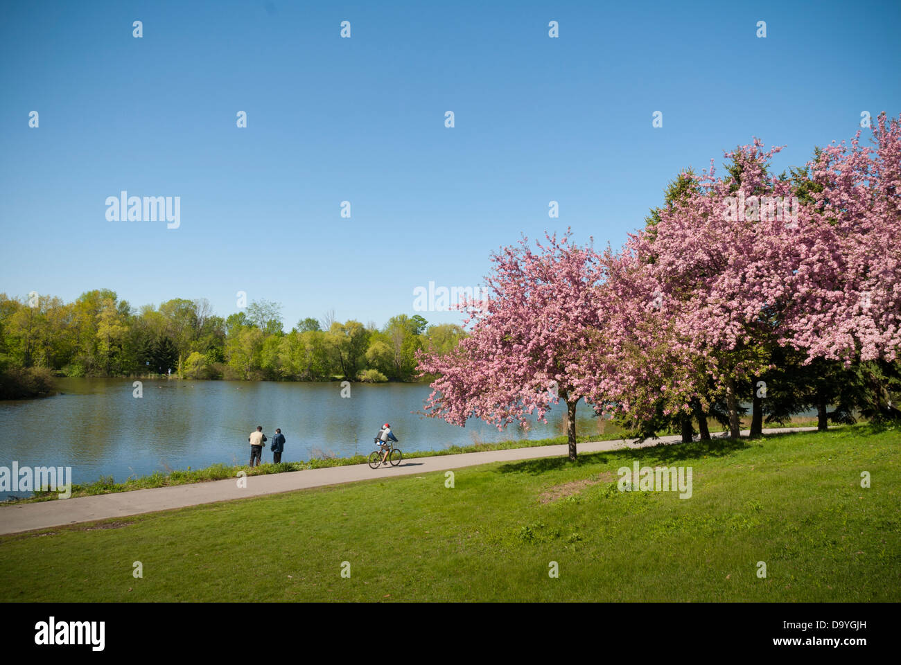 Cheery blossom spring season Stock Photo - Alamy