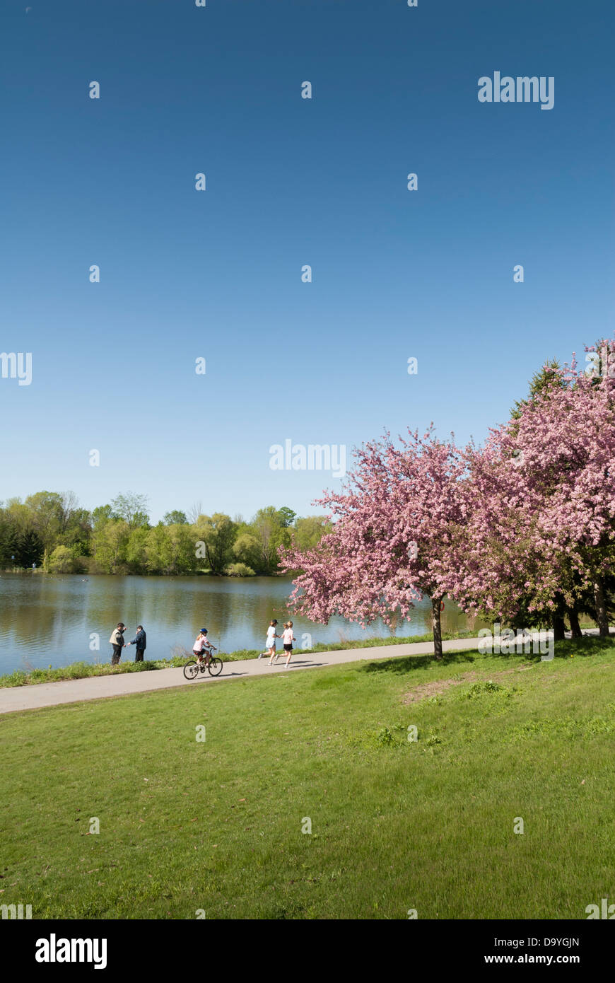 Cheery blossom spring season Stock Photo - Alamy