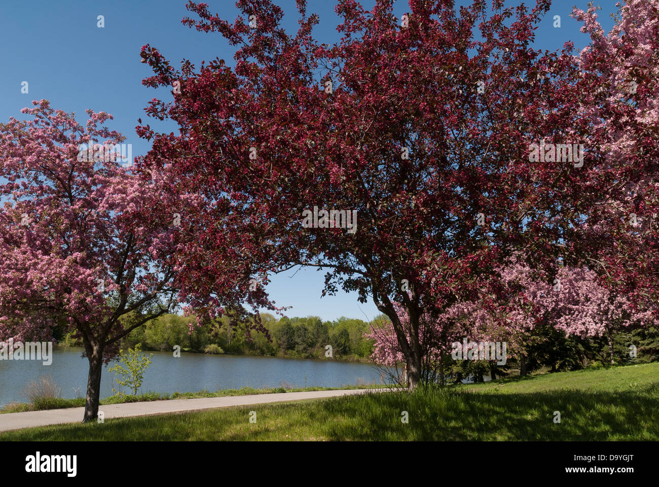 Spring season cherry blossom flowers Stock Photo - Alamy