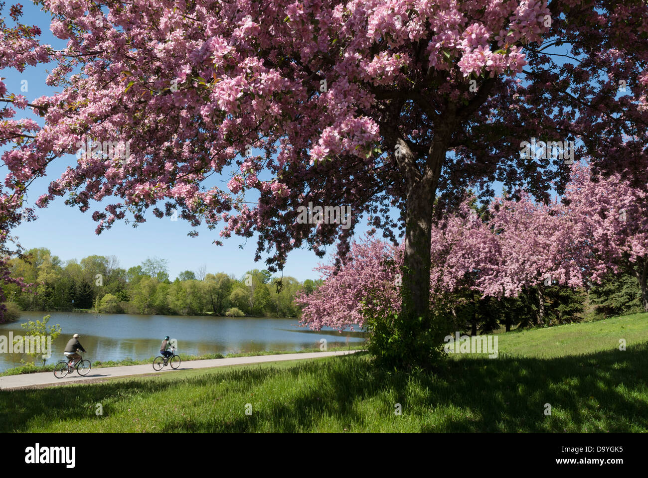 Cheery blossom spring season Stock Photo - Alamy