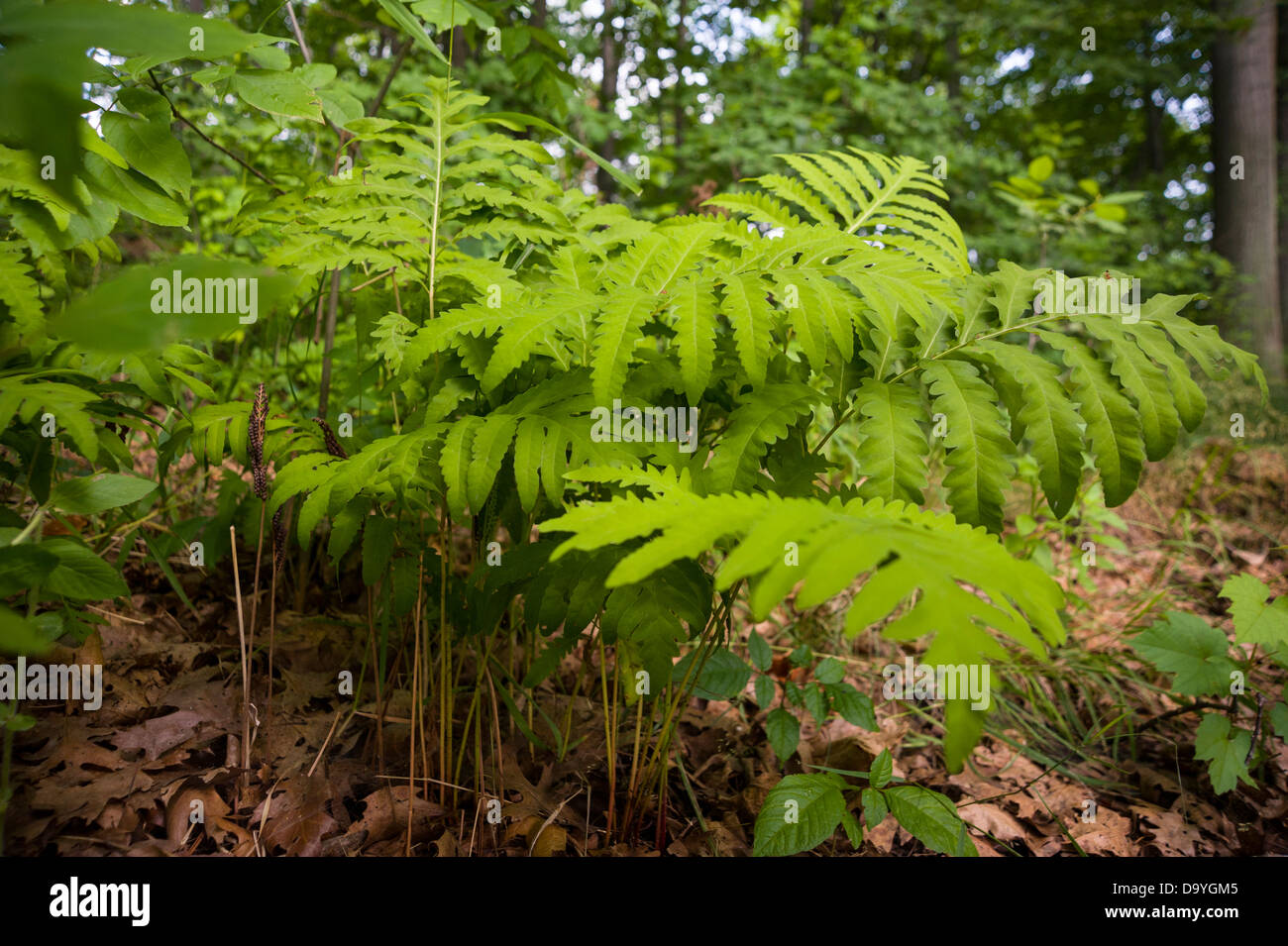 Plant of seasonally inundated forest hi-res stock photography and ...