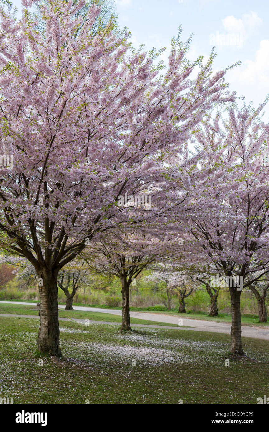 Japanese Cherry Blossom Flowers Sakura in High Park Toronto Stock Photo ...