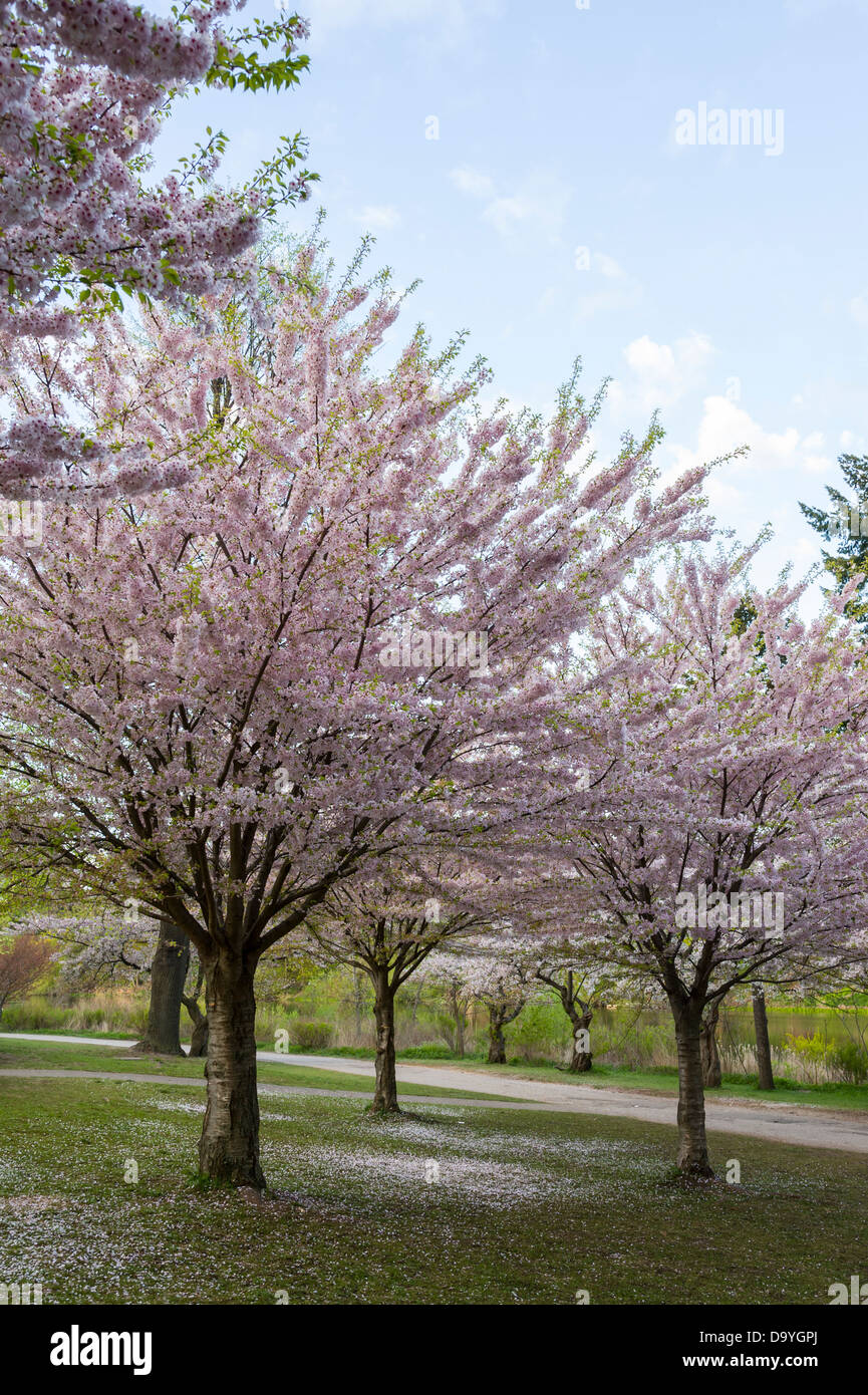 Japanese Cherry Blossom Flowers Sakura in High Park Toronto Stock Photo ...