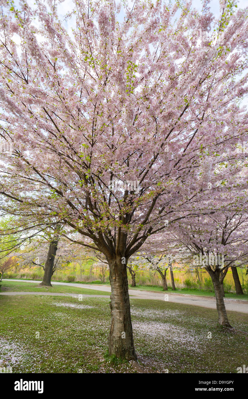 Japanese Cherry Blossom Flowers Sakura in High Park Toronto Stock Photo ...