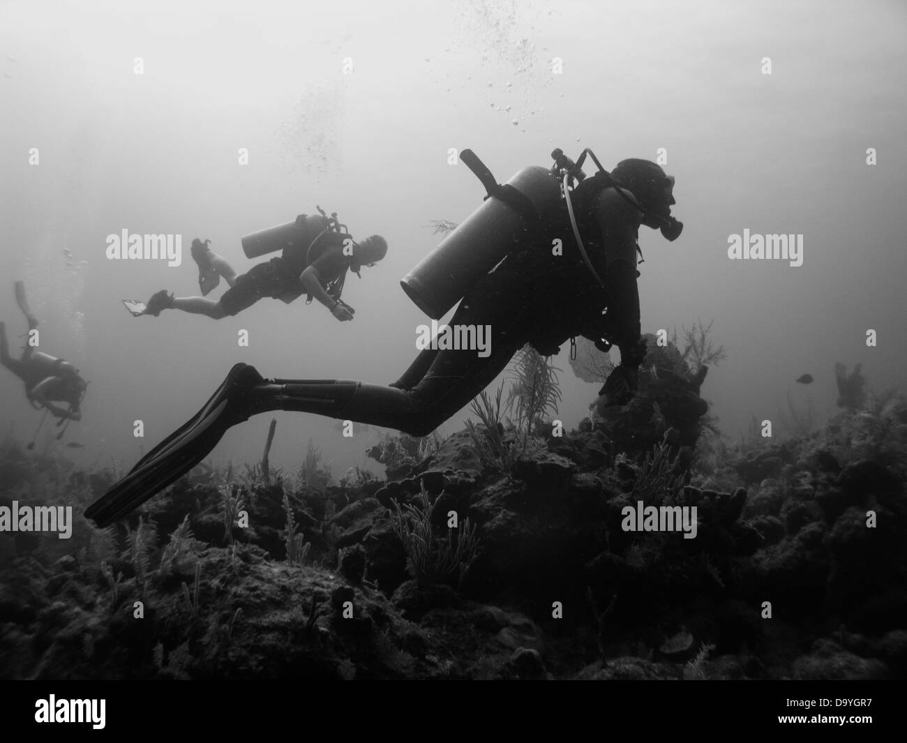 Drop off underwater Black and White Stock Photos & Images - Alamy