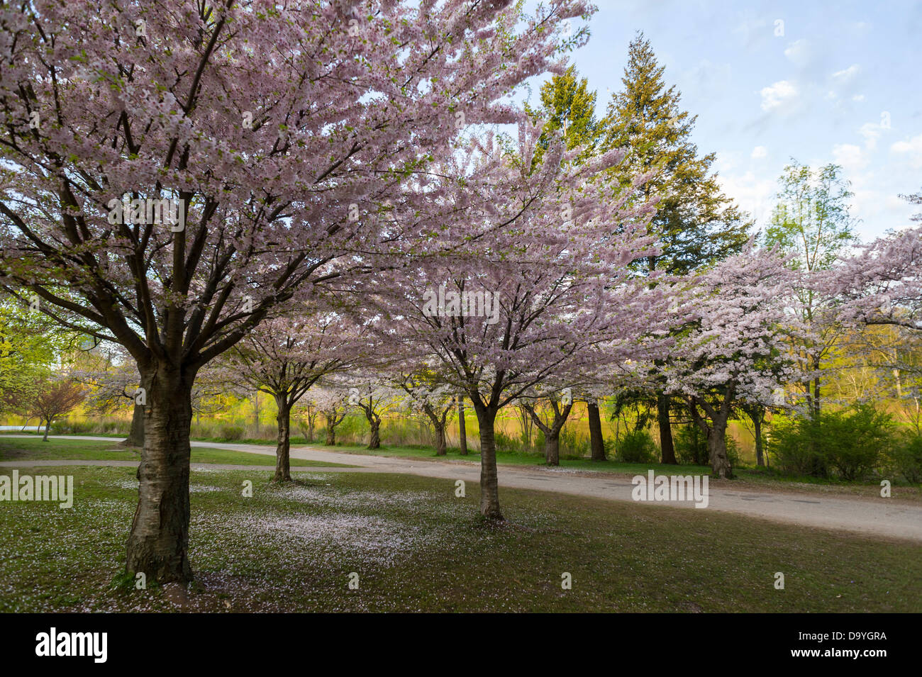Japanese Cherry Blossom Flowers Sakura in High Park Toronto Stock Photo ...