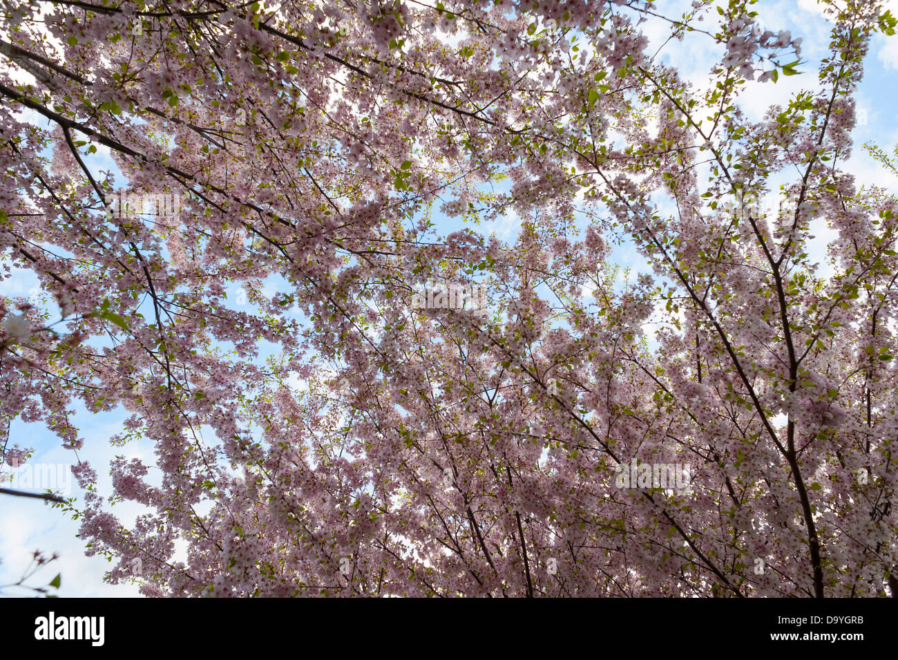 Japanese Cherry Blossom Flowers Sakura in High Park Toronto Stock Photo ...
