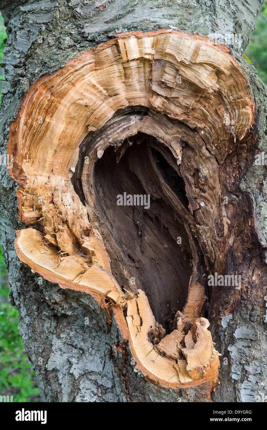 Redwood plantation hi-res stock photography and images - Alamy
