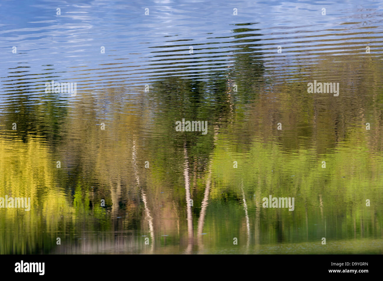Abstract reflections of trees, bush in pond water Stock Photo - Alamy