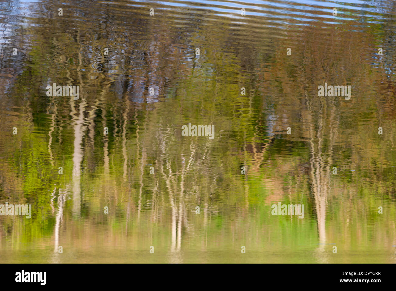 Abstract reflections of trees, bush in pond water Stock Photo - Alamy
