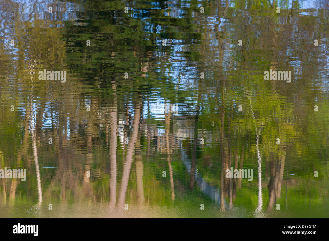 Abstract reflections of trees, bush in pond water Stock Photo - Alamy