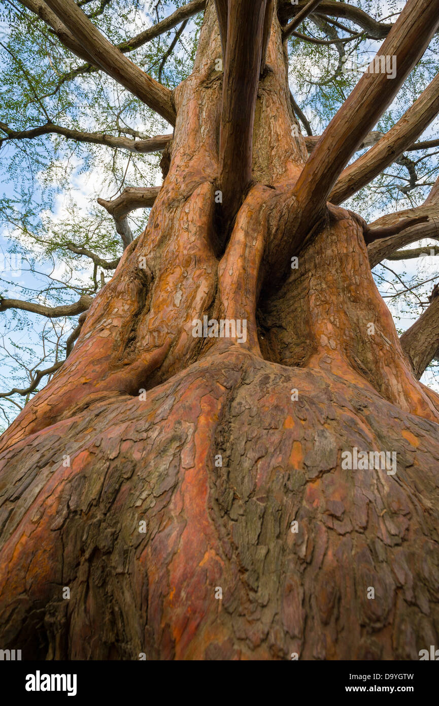 Shape of ear in a tree. The environment is listening Stock Photo - Alamy