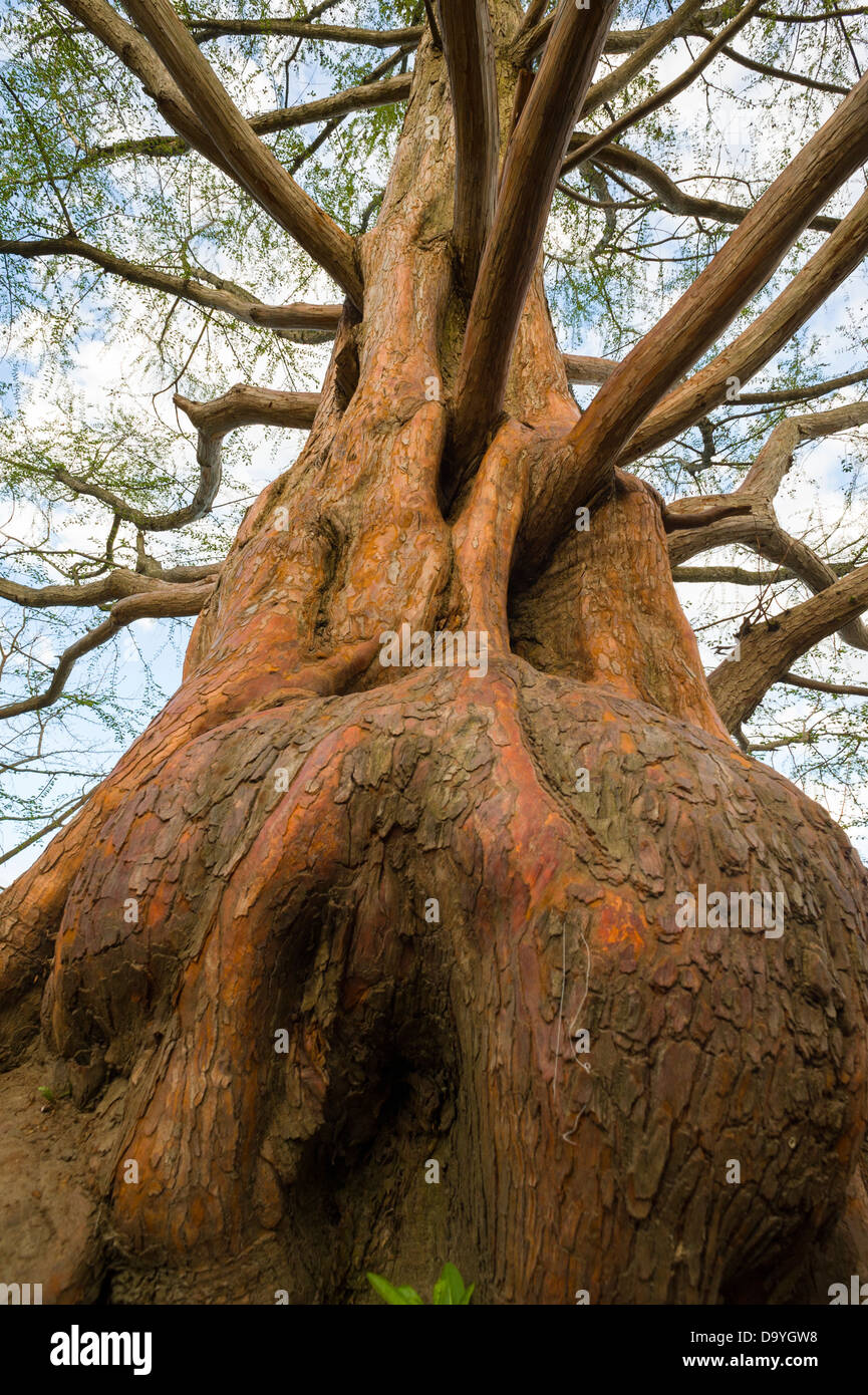 Redwood creek estuary hi-res stock photography and images - Alamy