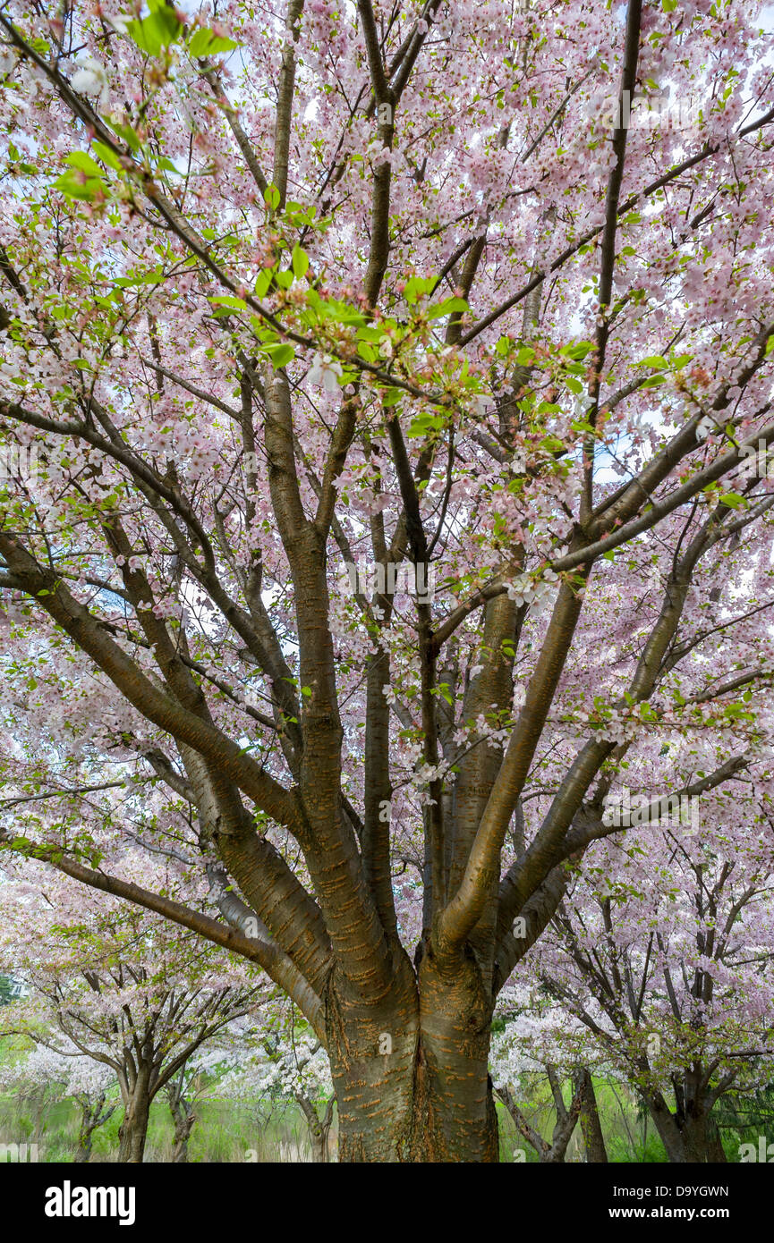 Japanese Cherry Blossom Flowers Sakura in High Park, Toronto, Canada ...