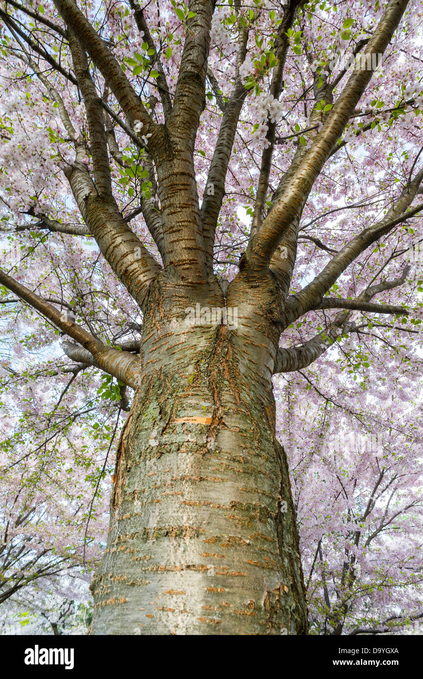 Japanese Cherry Blossom Flowers Sakura in High Park, Toronto, Canada ...