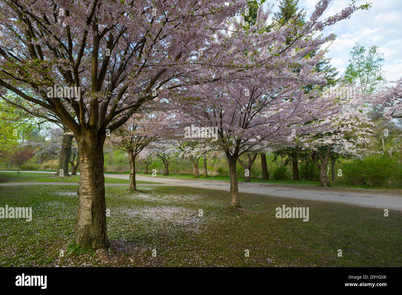 Japanese Cherry Blossom Flowers Sakura in High Park, Toronto, Canada ...