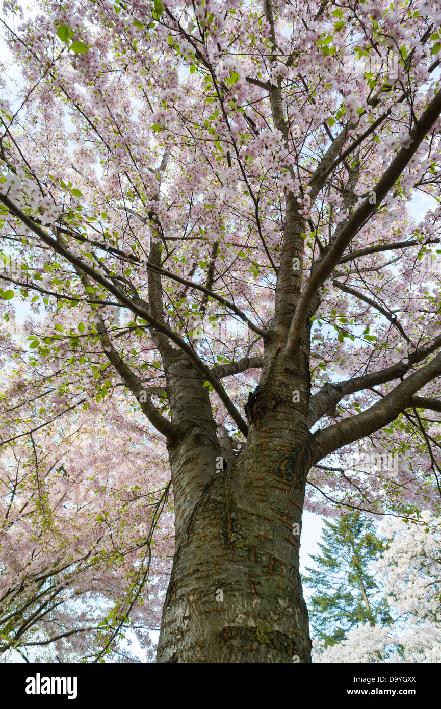 Japanese Cherry Blossom Flowers Sakura in High Park, Toronto, Canada ...