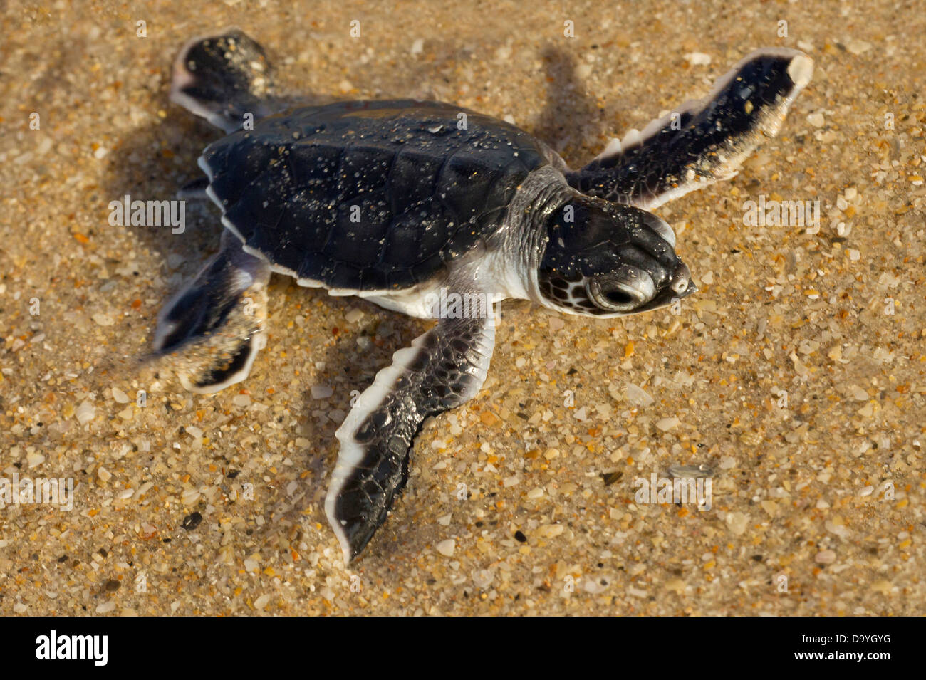 Chelonia mydas hatchling swimming hi-res stock photography and images ...