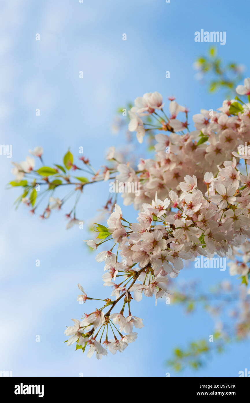 Japanese Cherry Blossom Flowers Sakura in High Park, Toronto, Canada ...