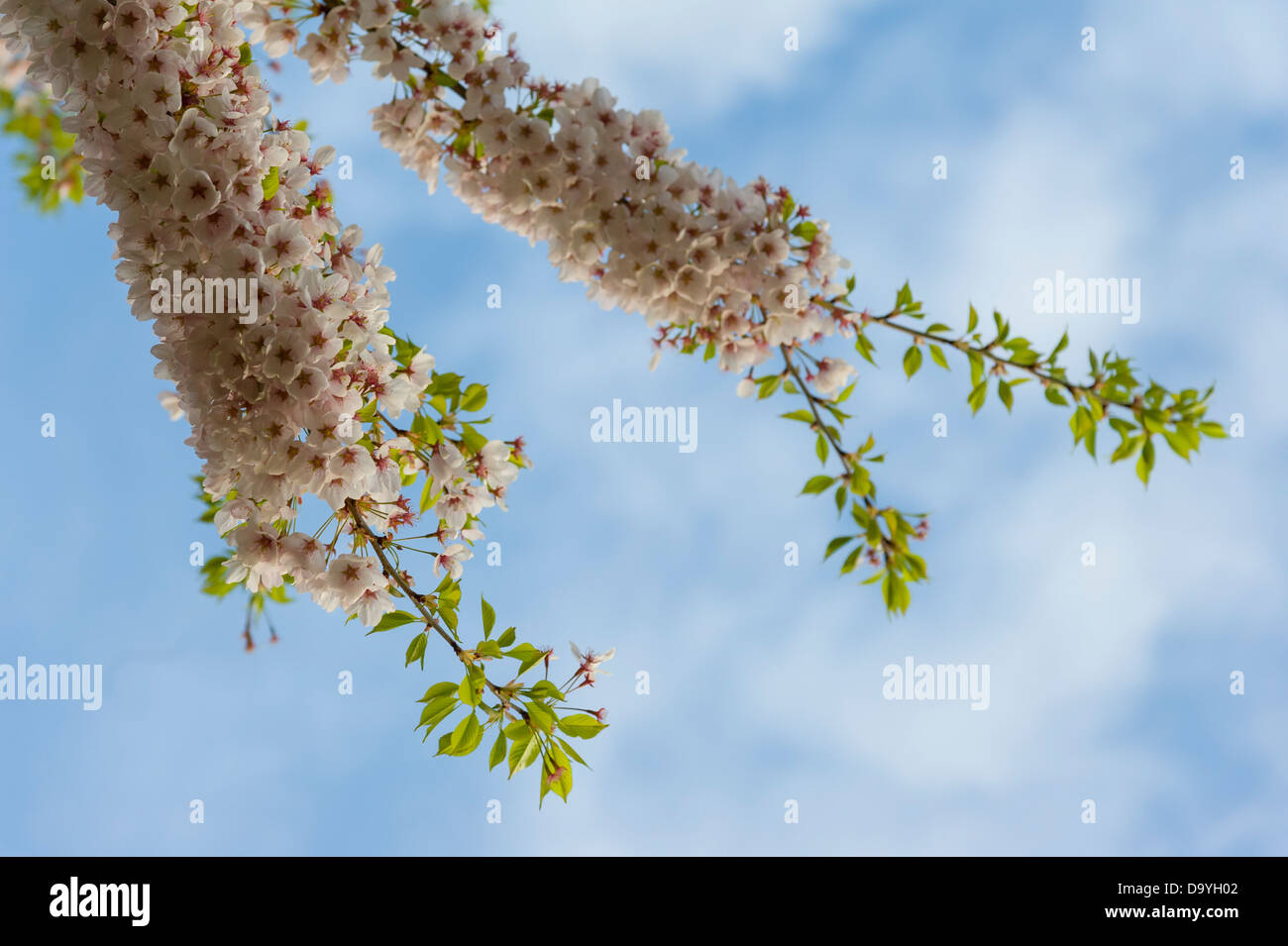 Japanese Cherry Blossom Flowers Sakura in High Park, Toronto, Canada ...