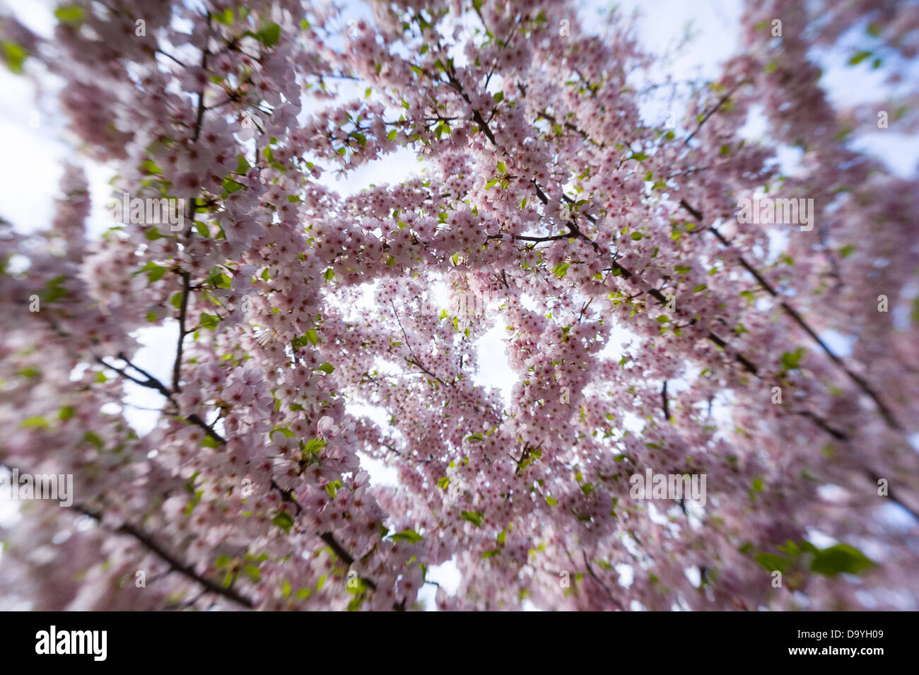 Japanese Cherry Blossom Flowers Sakura in High Park, Toronto, Canada ...