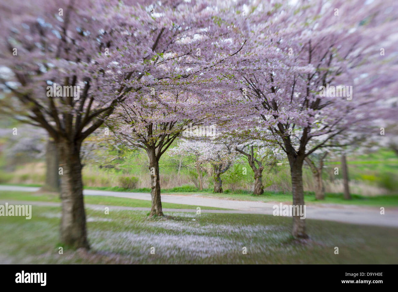 Japanese Cherry Blossom Flowers Sakura in High Park, Toronto, Canada ...