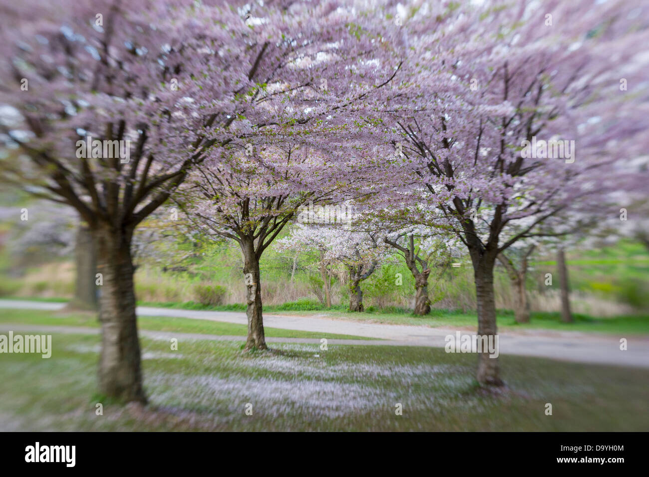 Japanese Cherry Blossom Flowers Sakura in High Park, Toronto, Canada ...