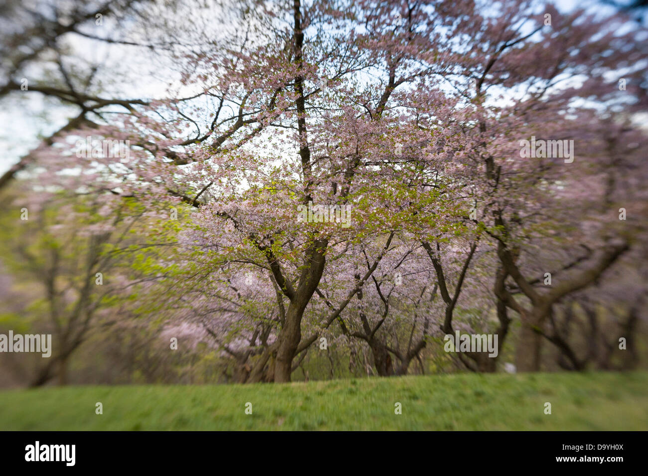 Japanese Cherry Blossom Flowers Sakura in High Park, Toronto, Canada ...