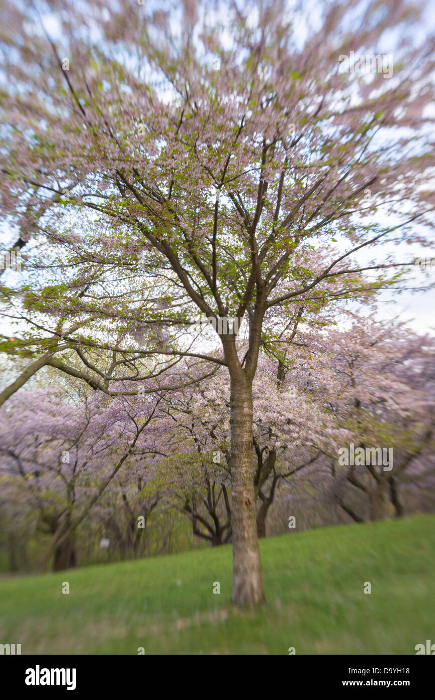 Japanese Cherry Blossom Flowers Sakura in High Park, Toronto, Canada ...