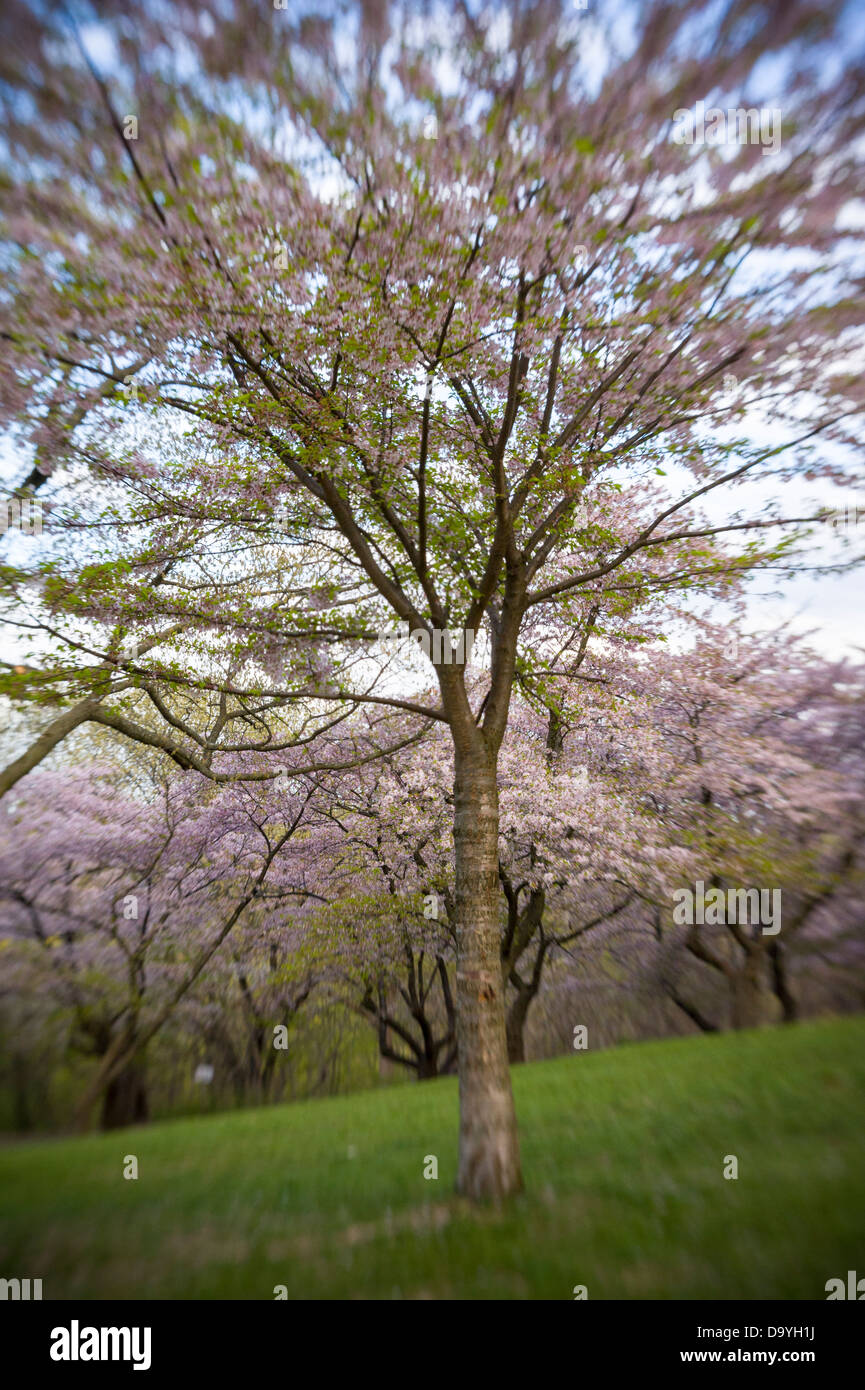 Japanese Cherry Blossom Flowers Sakura in High Park, Toronto, Canada ...