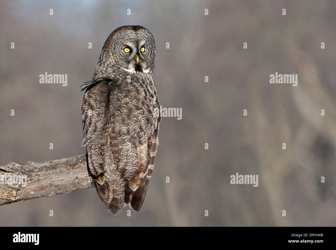 Great Gray Owl (Strix nebulosa) looking back over his shoulder while ...