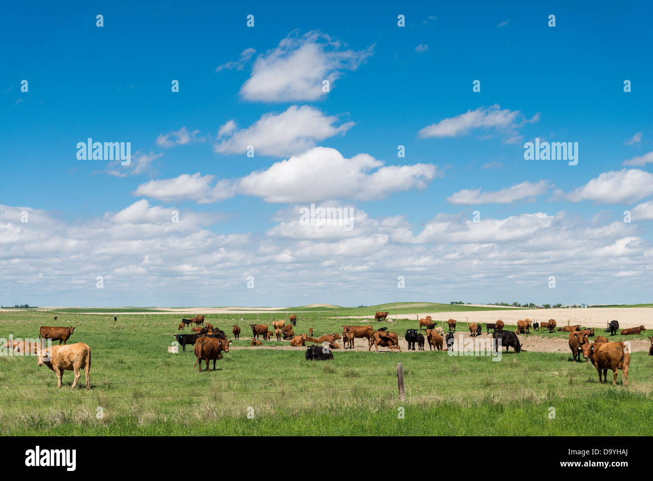 Canada range field ranch cows hi-res stock photography and images - Alamy