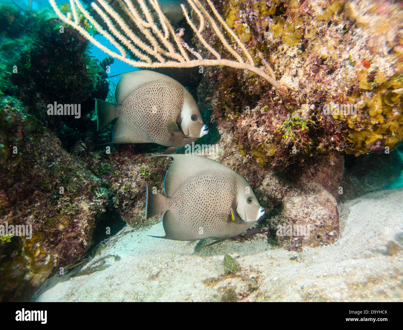 Pomacanthus arcuatus hi-res stock photography and images - Alamy