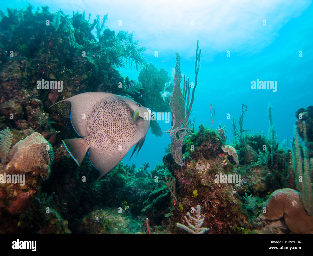 Gray Angelfish, Pomacanthus arcuatus, Nassau, Bahamas Stock Photo - Alamy