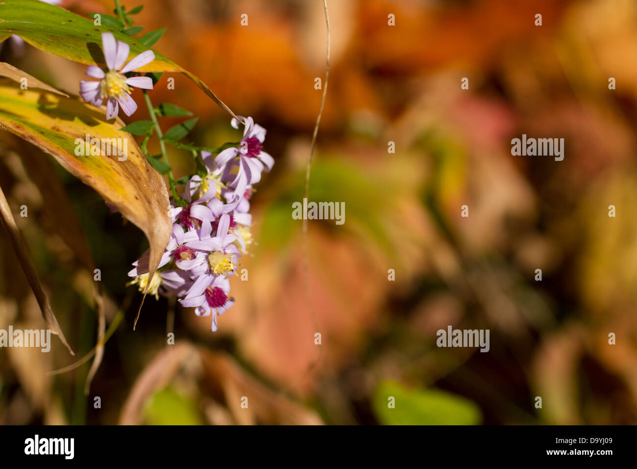 Purple wildflowers against a background of autumn leaves Stock Photo ...