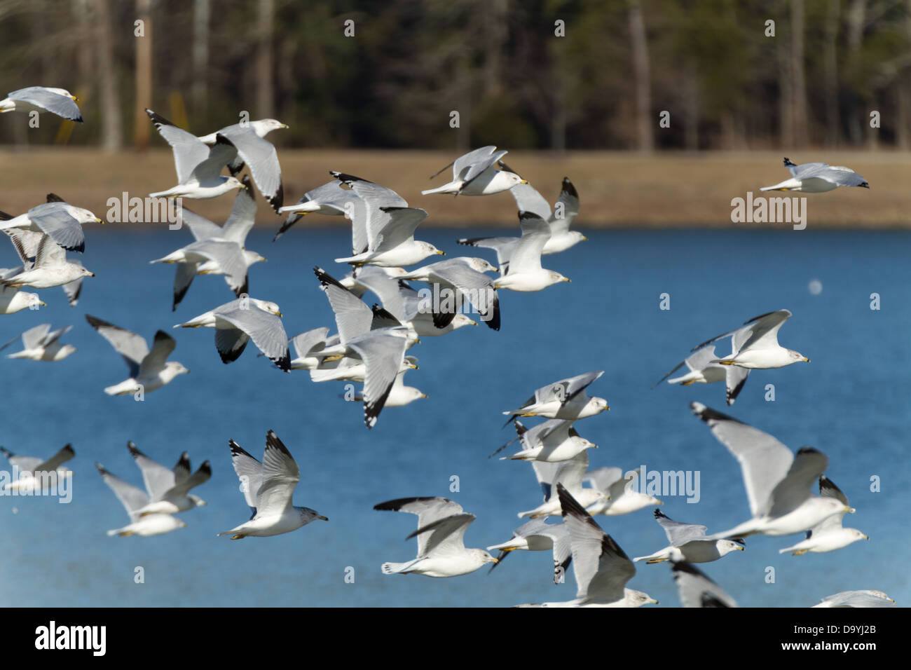 Flock of gulls hi-res stock photography and images - Alamy