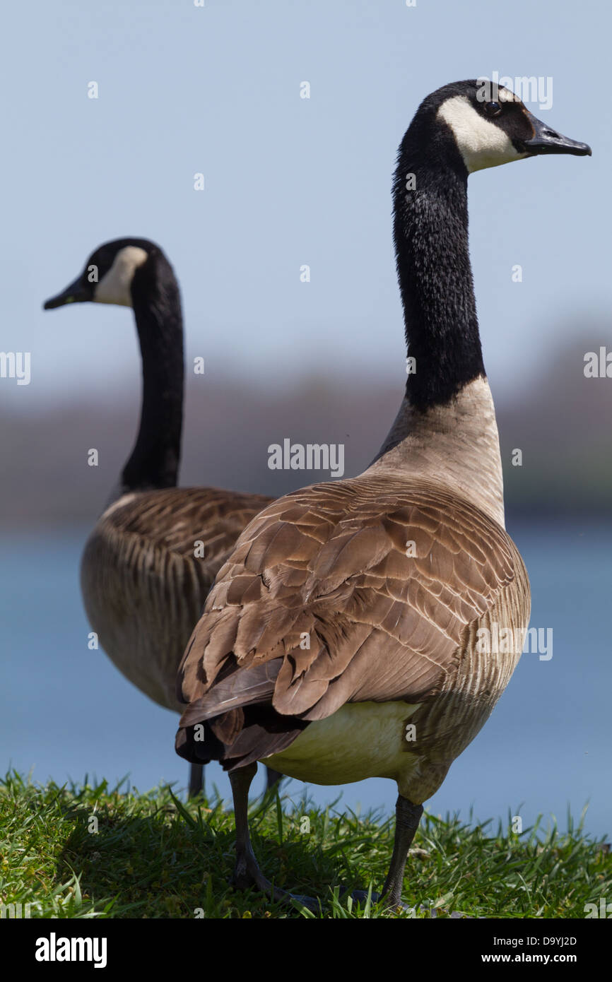 Two Canada geese (Branta canadensis) waddle in the green grass next to ...
