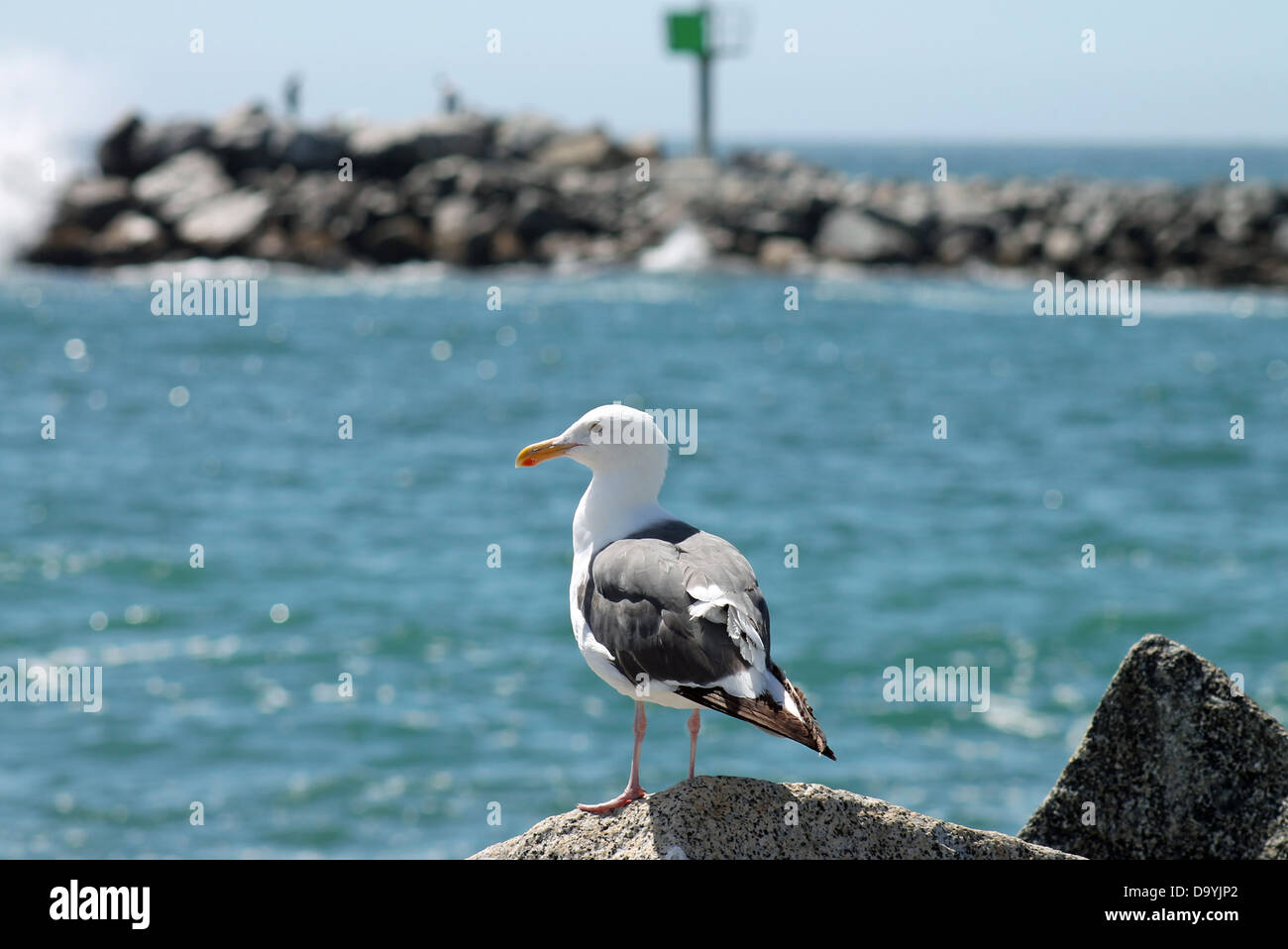 Seagull on rock hi-res stock photography and images - Alamy