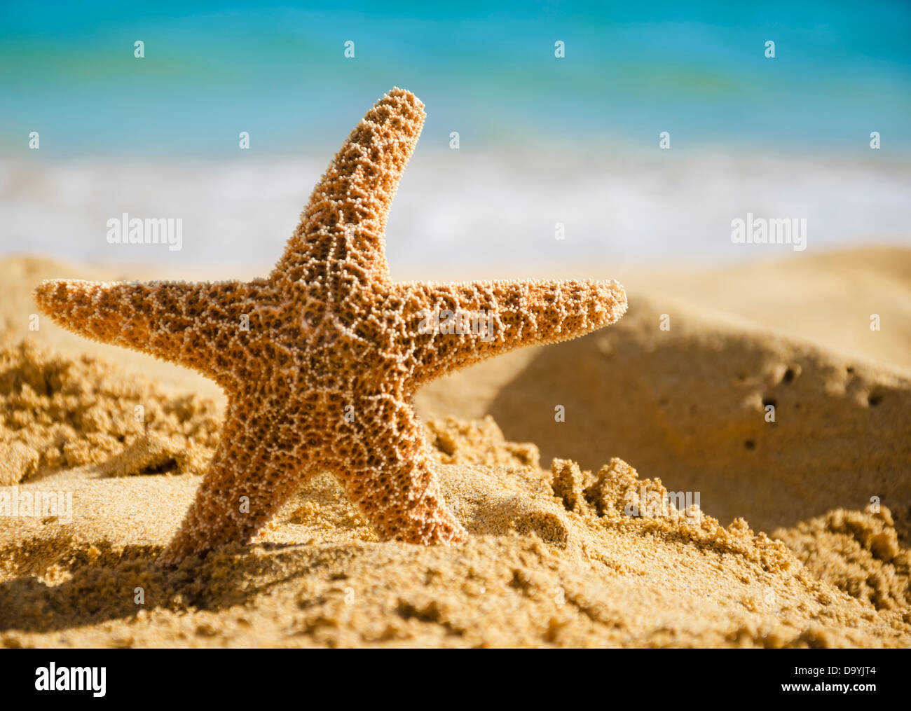 Starfish in water hi-res stock photography and images - Alamy