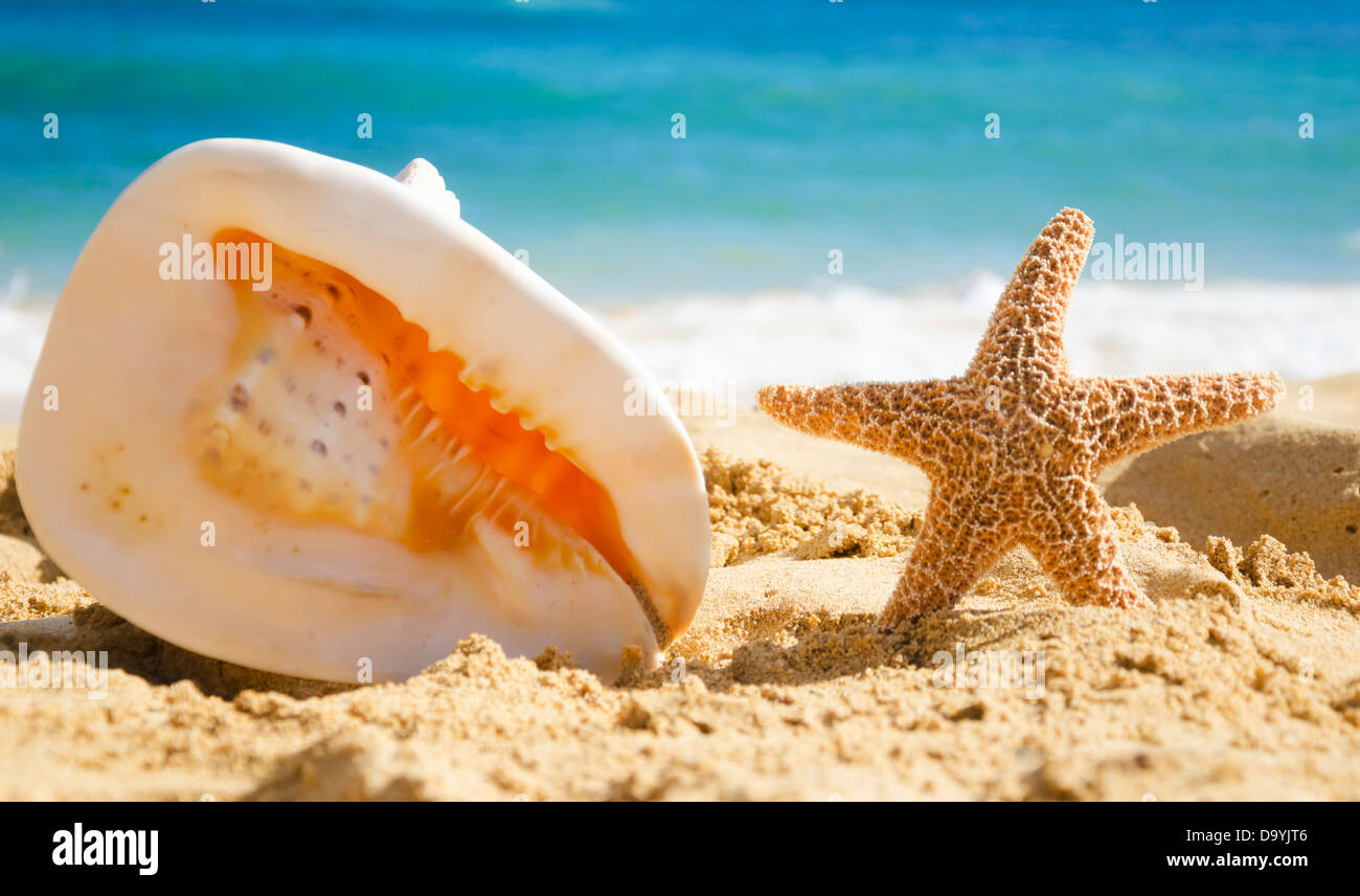 Big seashell and starfish on sandy beach in Hawaii, Kauai Stock Photo ...