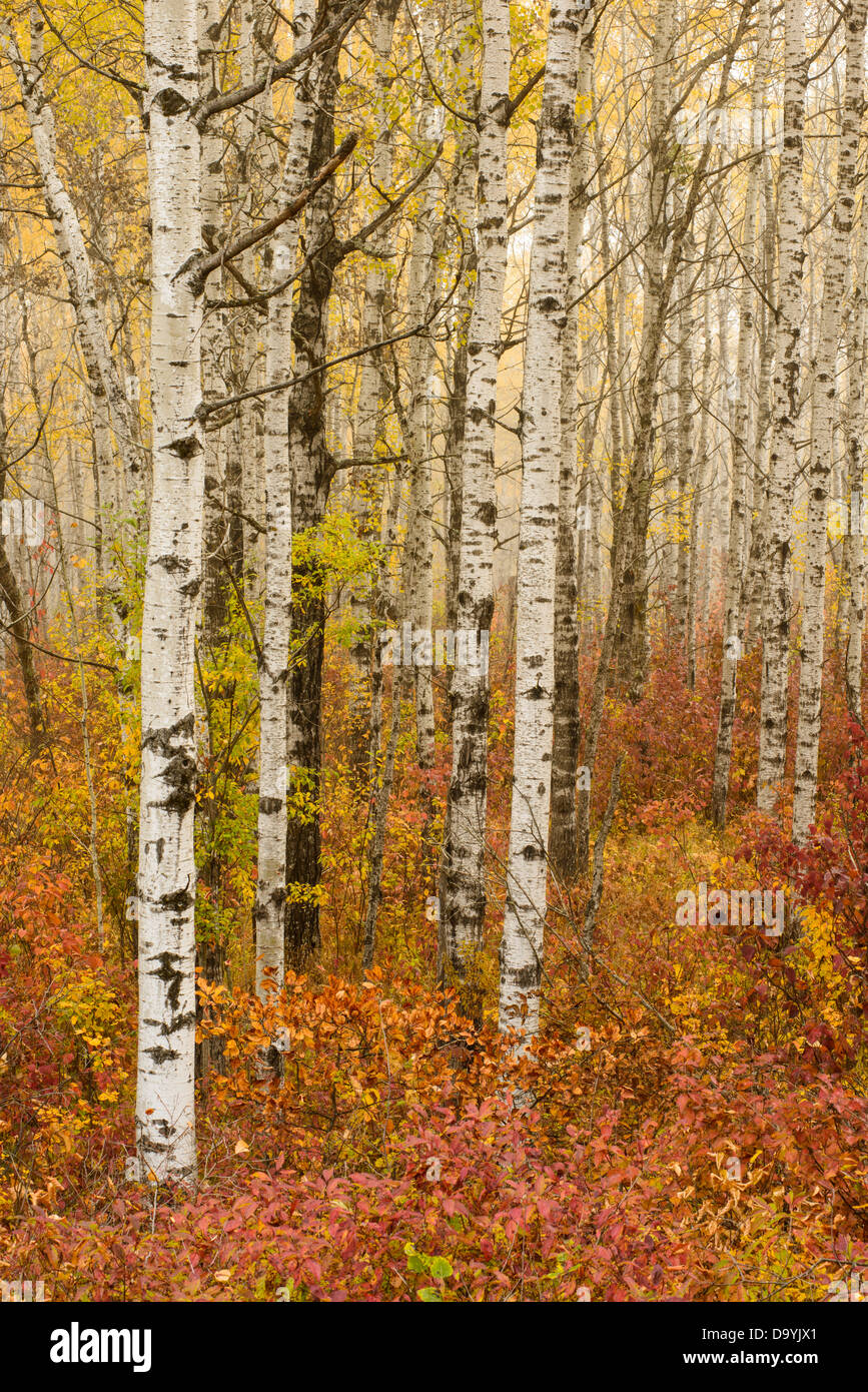 Colorful birch hi-res stock photography and images - Alamy