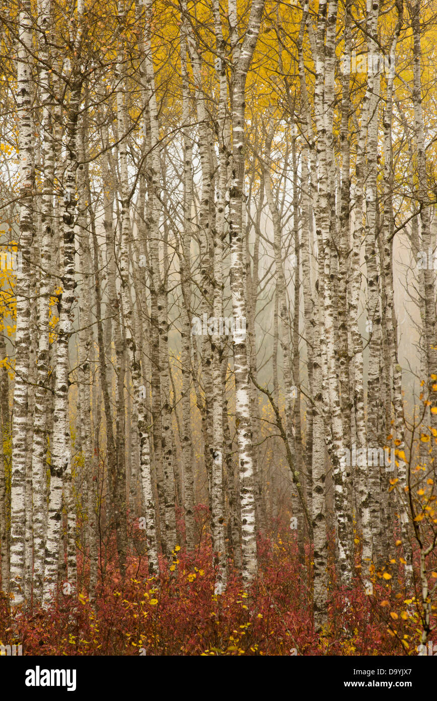 Colorful birch hi-res stock photography and images - Alamy