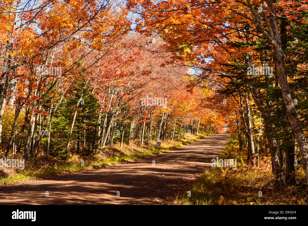 Colorful maple trees line a gravel road west of Schroeder, Minnesota ...