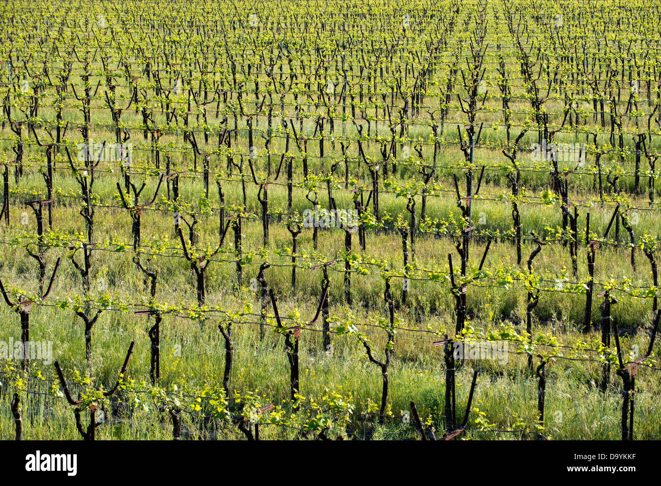 An abstract view of a vineyard in the Alexander Valley appellation of ...